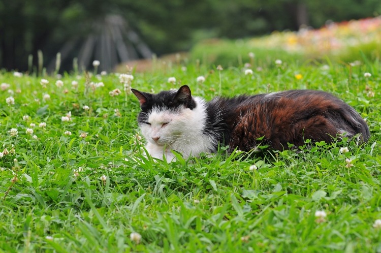 名城の『ノラ』: ちょ、待てよ！ヽ(･｡･ )